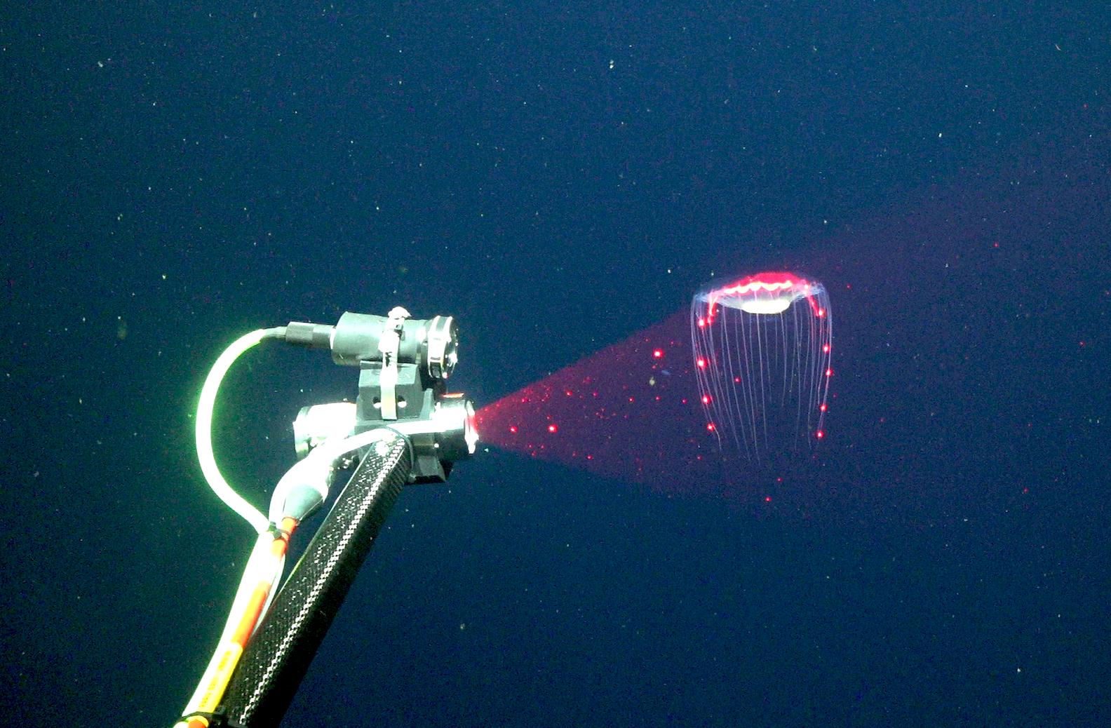 Designing the Future 2 - Schmidt Ocean Institute