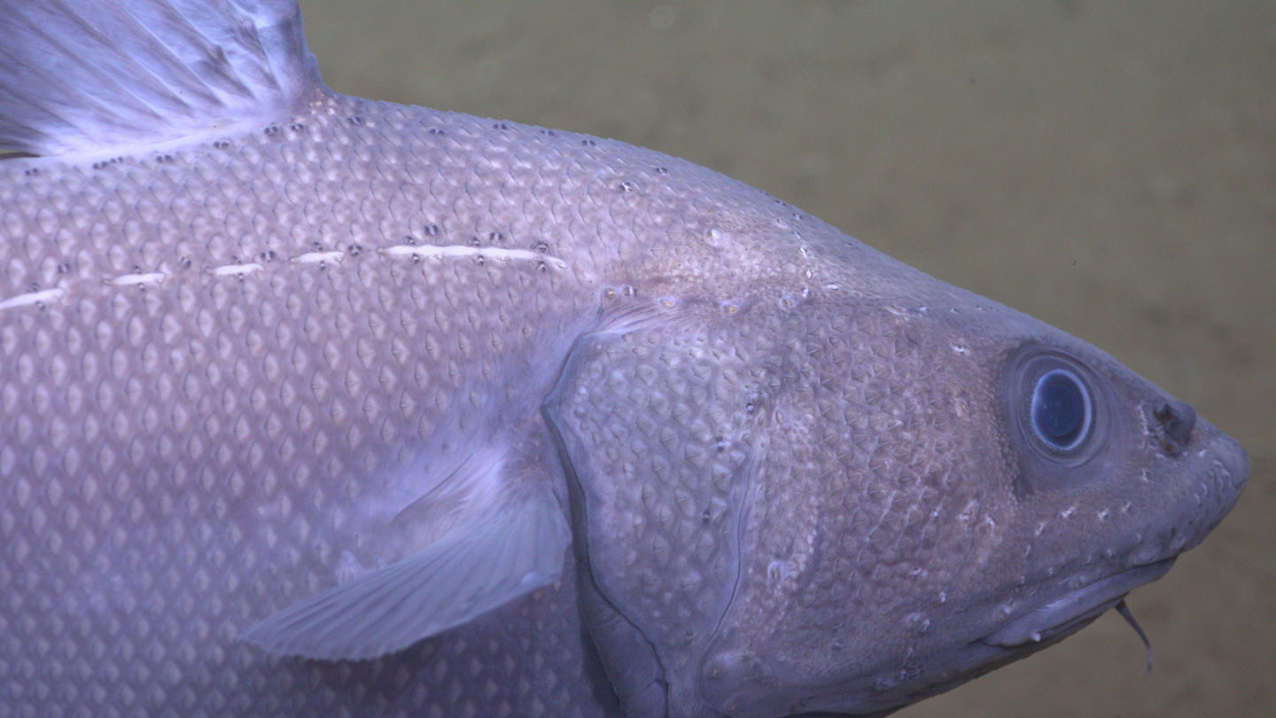 Interdisciplinary Investigation of the Pescadero Basin - Schmidt Ocean ...