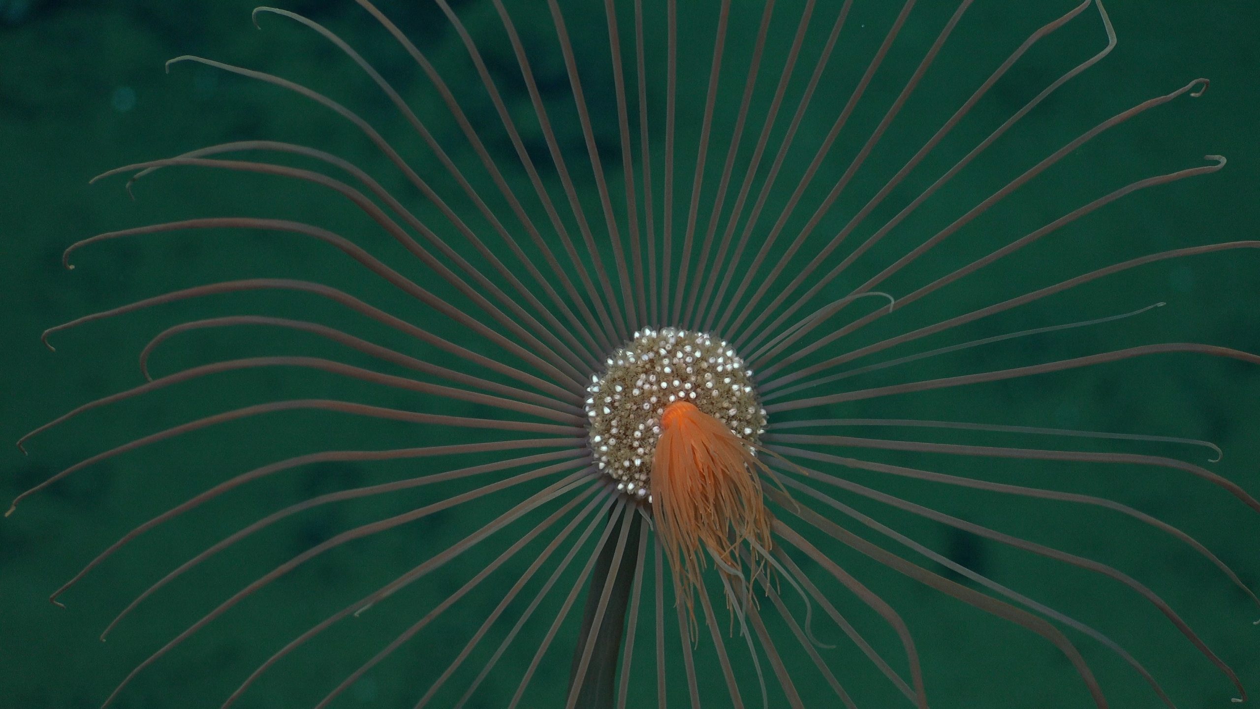 Deep-Sea Exploration in Latin America - Schmidt Ocean Institute