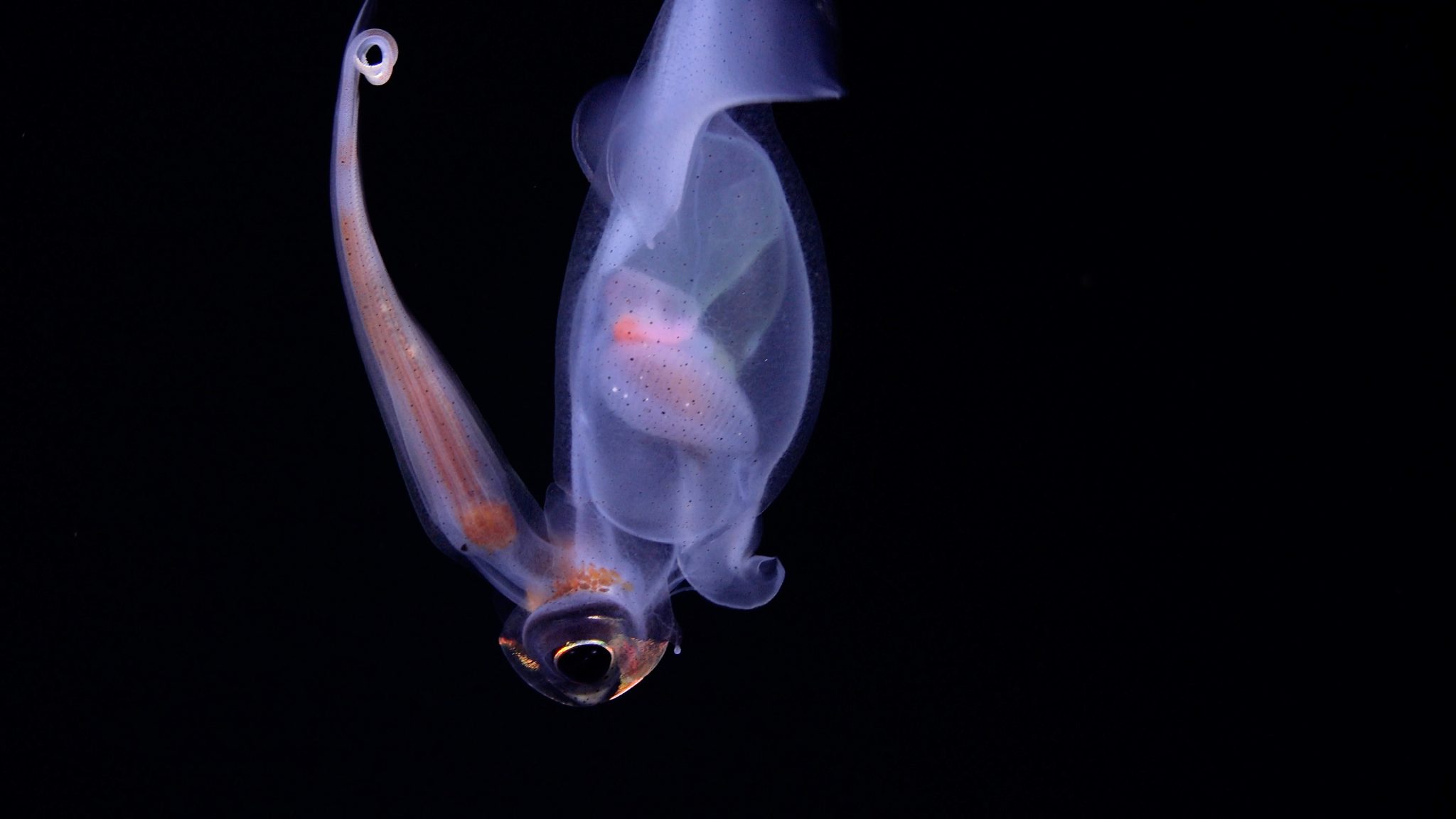 Ir al Mar es un Regalo - Schmidt Ocean Institute