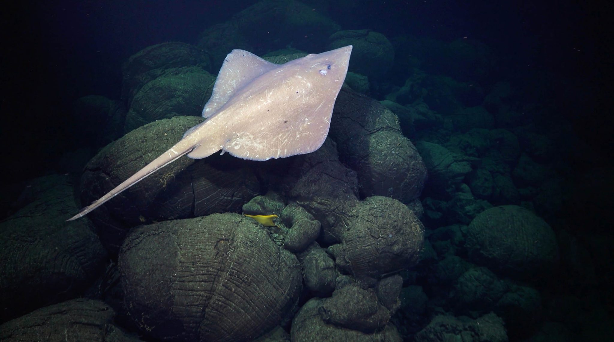 Scientists Locate New Hydrothermal Vent Field Using State-of-the-Art ...