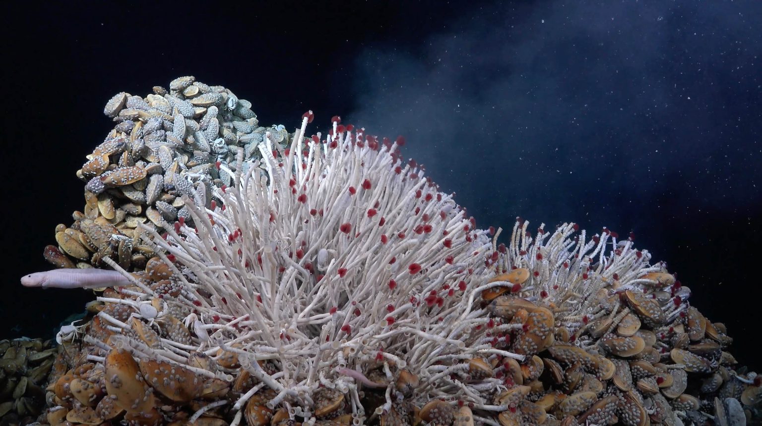 Scientists Locate New Hydrothermal Vent Field Using State-of-the-Art Mapping Technology ...