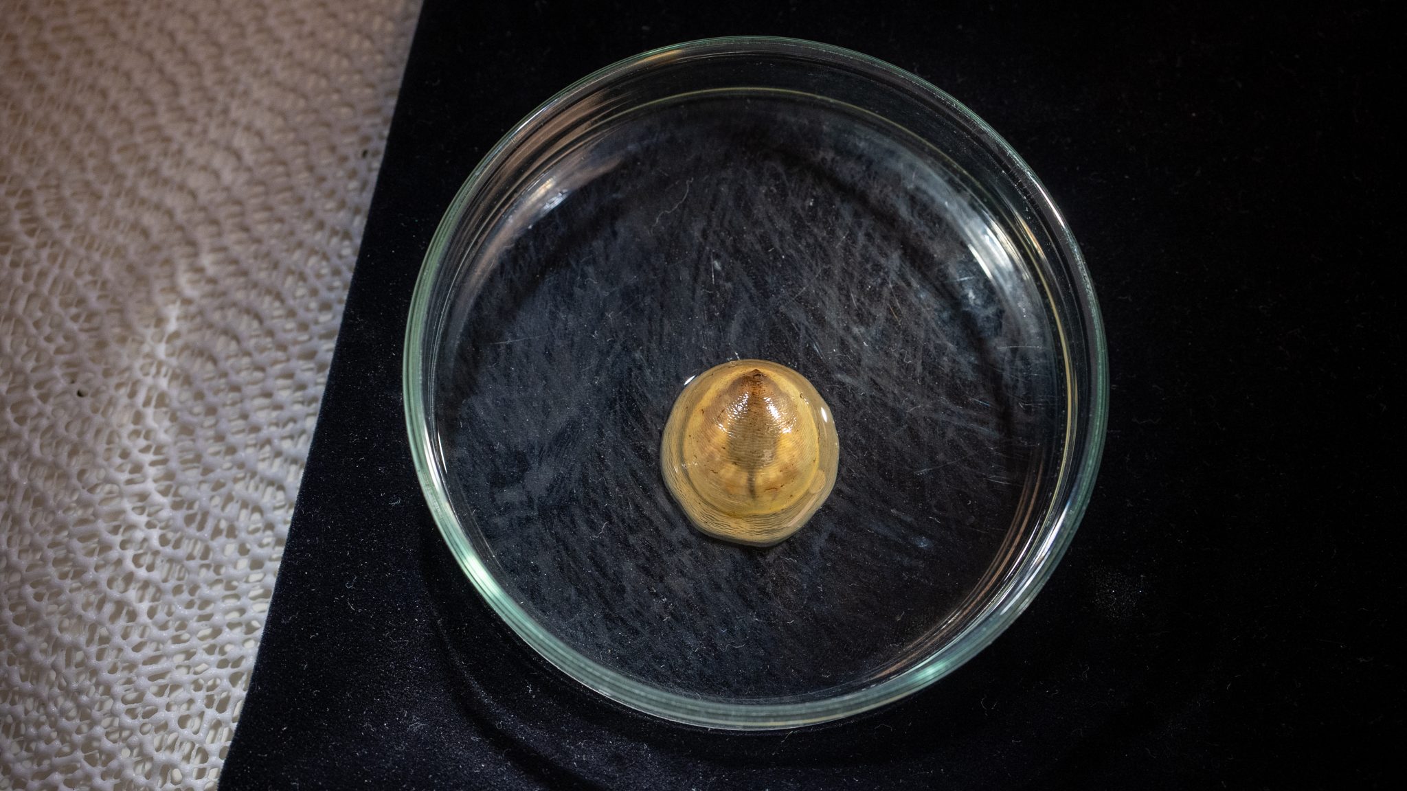 Living Fossils of the Atacama Trench - Schmidt Ocean Institute