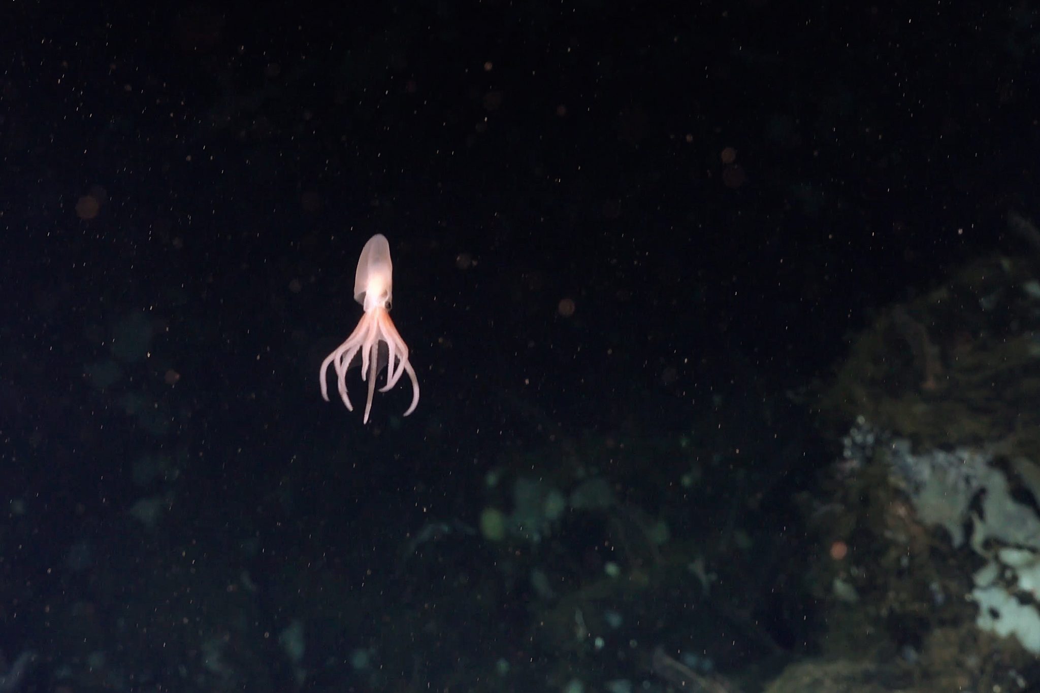 Scientists Discover Four New Species of Deep-Sea Octopus - Schmidt ...