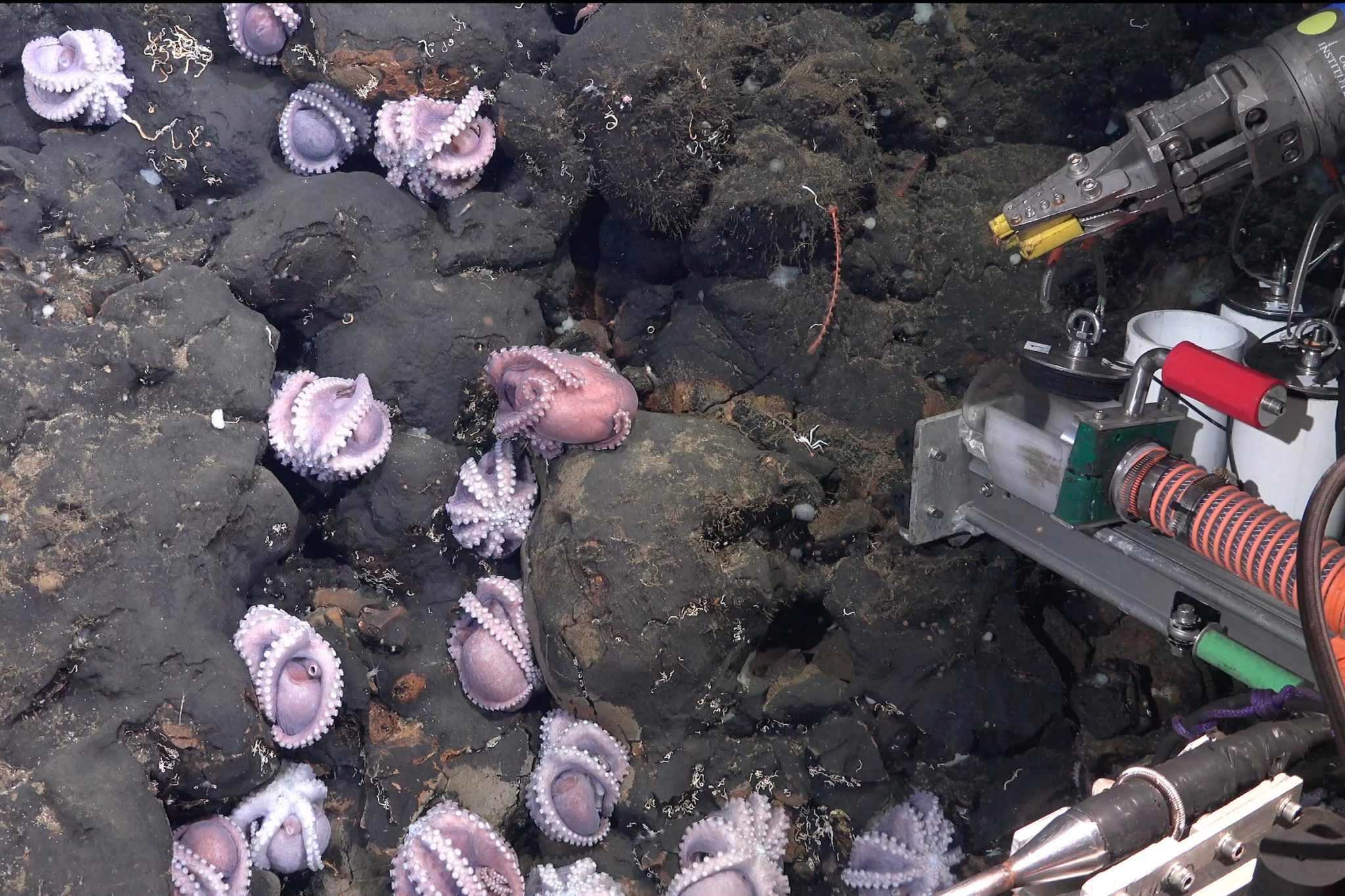 Scientists Discover Four New Species of Deep-Sea Octopus - Schmidt Ocean Institute