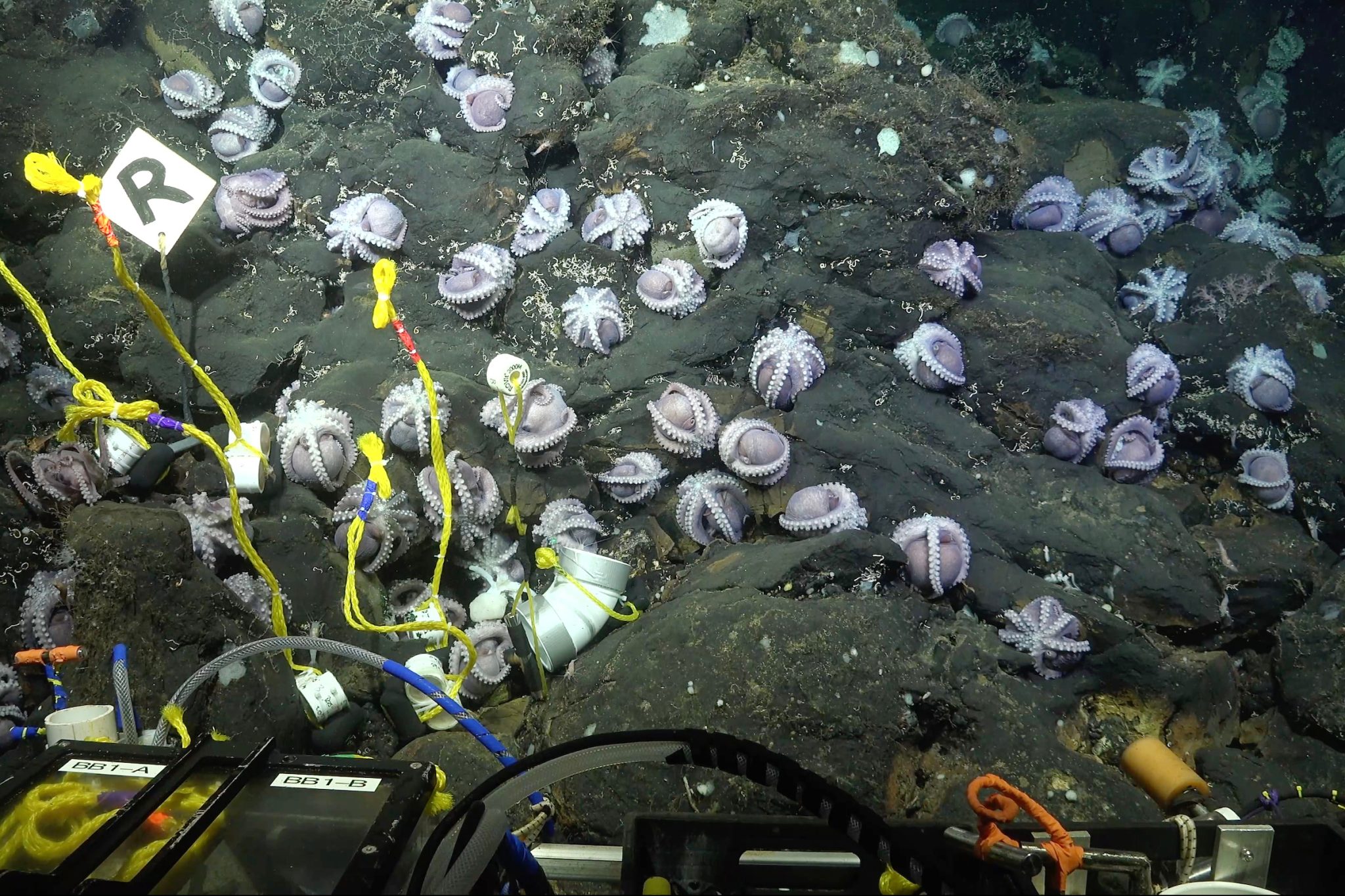 Scientists Discover Four New Species of Deep-Sea Octopus - Schmidt ...