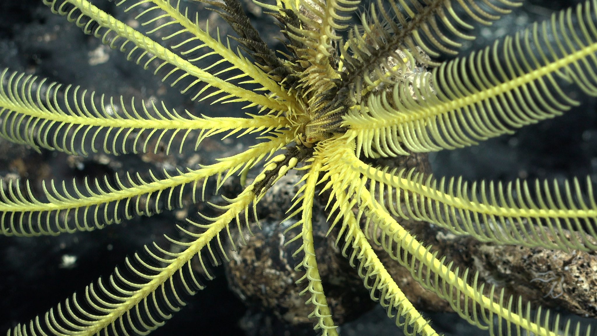 Living Fossils of the Atacama Trench - Schmidt Ocean Institute