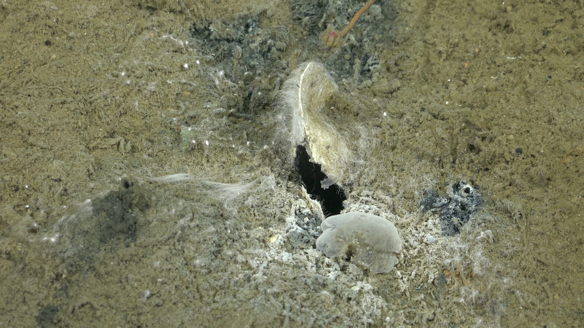 Scientists Locate Chilé's Deepest Known Cold Seeps - Schmidt Ocean ...
