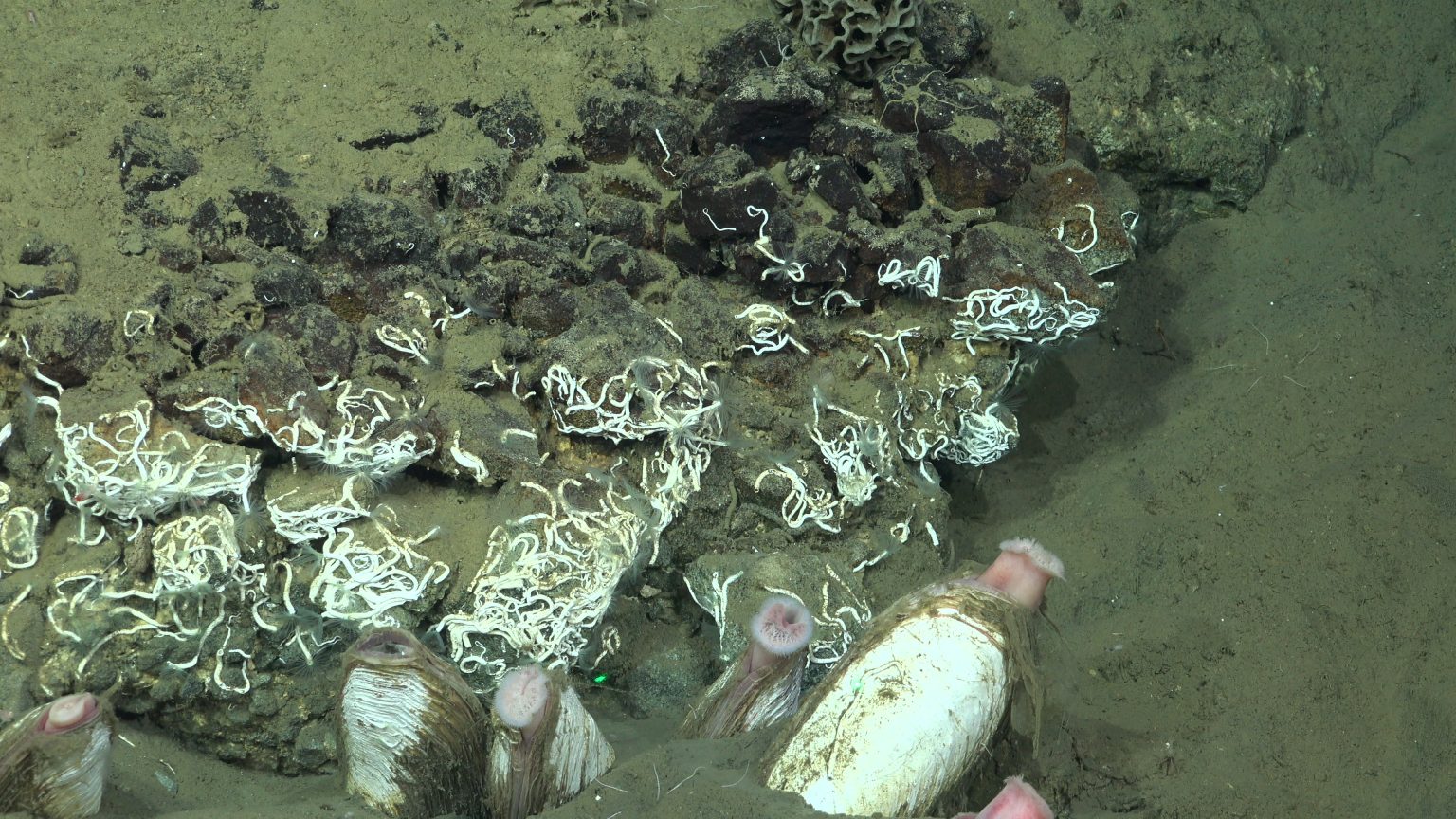 Canyons, Vents, and Seeps of the Chile Margin - Schmidt Ocean Institute