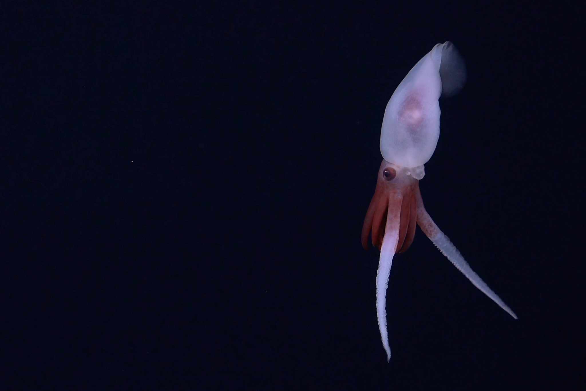 Expeditions - Chapter 8 - Schmidt Ocean Institute
