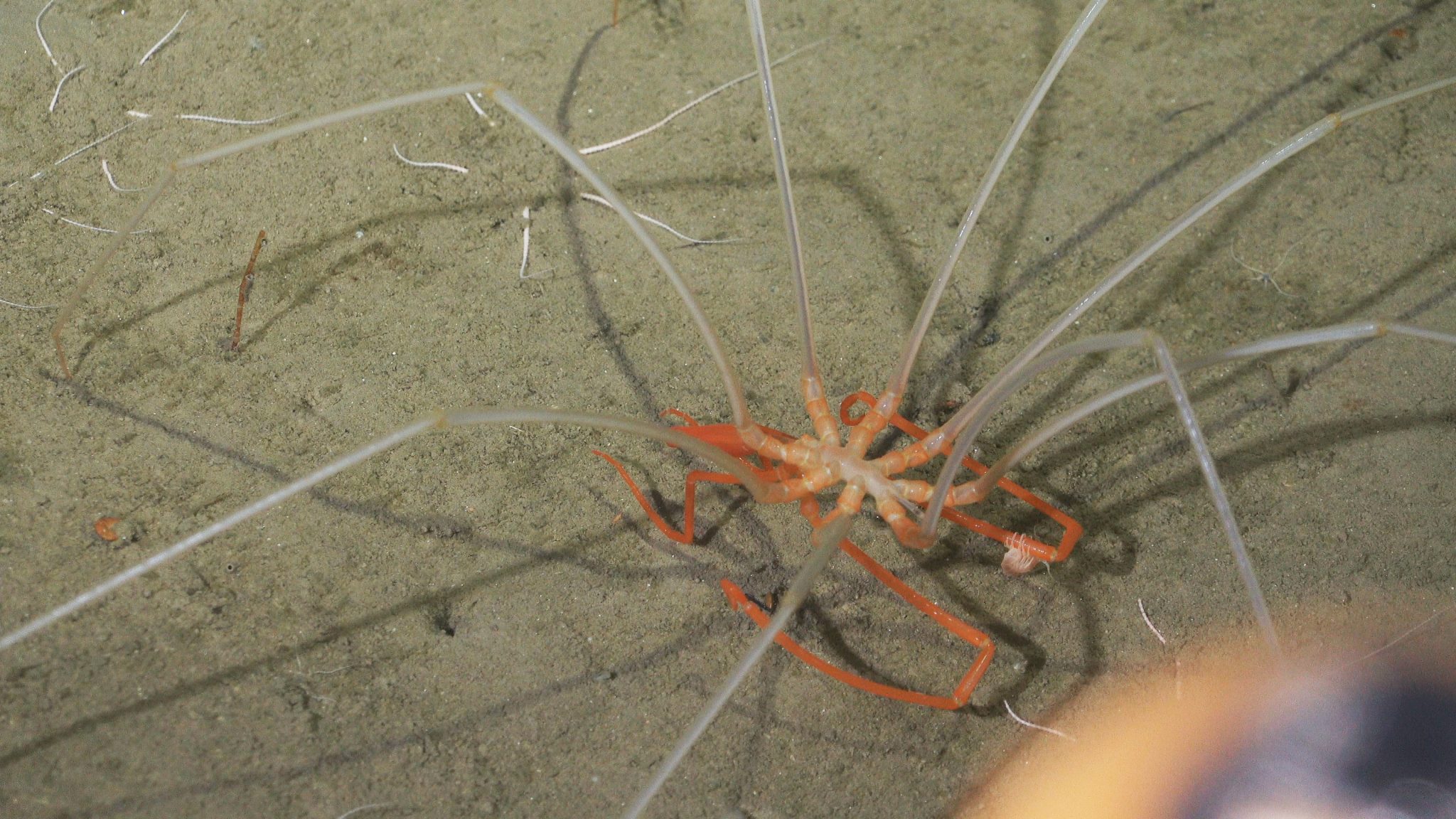 Underwater Oases of the Mar Del Plata Canyon - Schmidt Ocean Institute