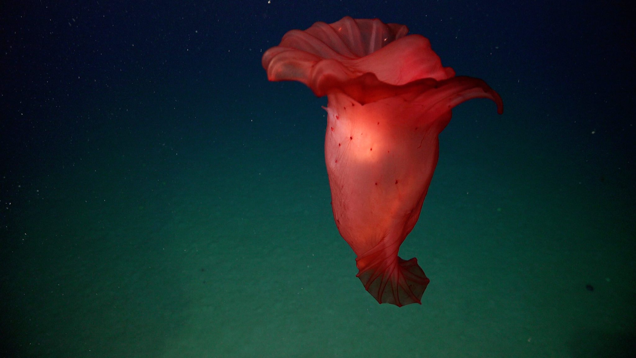 Underwater Oases of the Mar Del Plata Canyon - Schmidt Ocean Institute