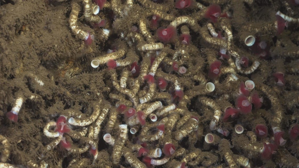 Life in Extremes - Cold Seeps of Argentina - Schmidt Ocean Institute