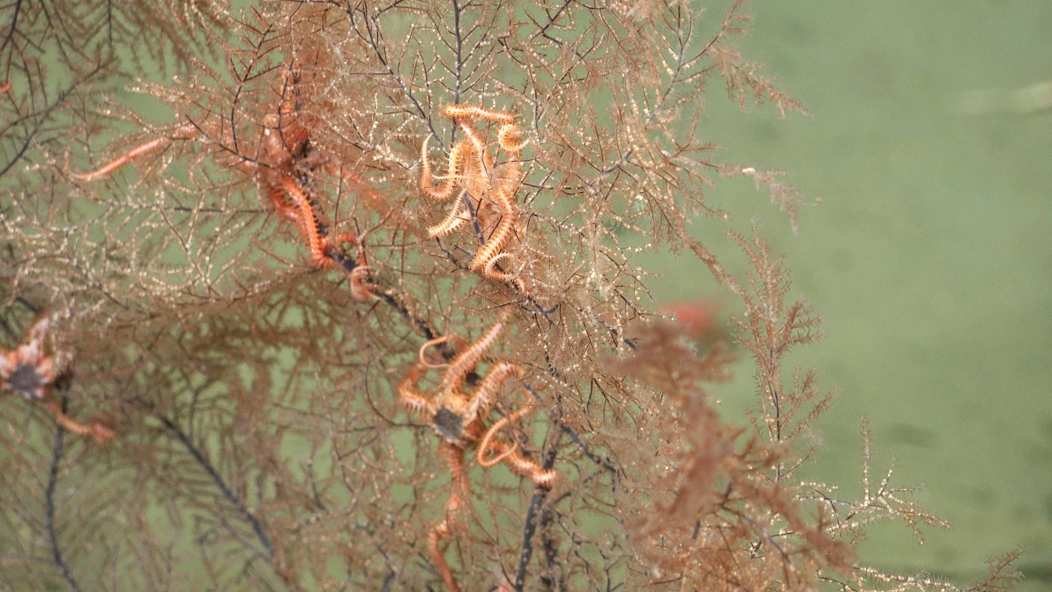 Underwater Oases of the Mar Del Plata Canyon - Schmidt Ocean Institute