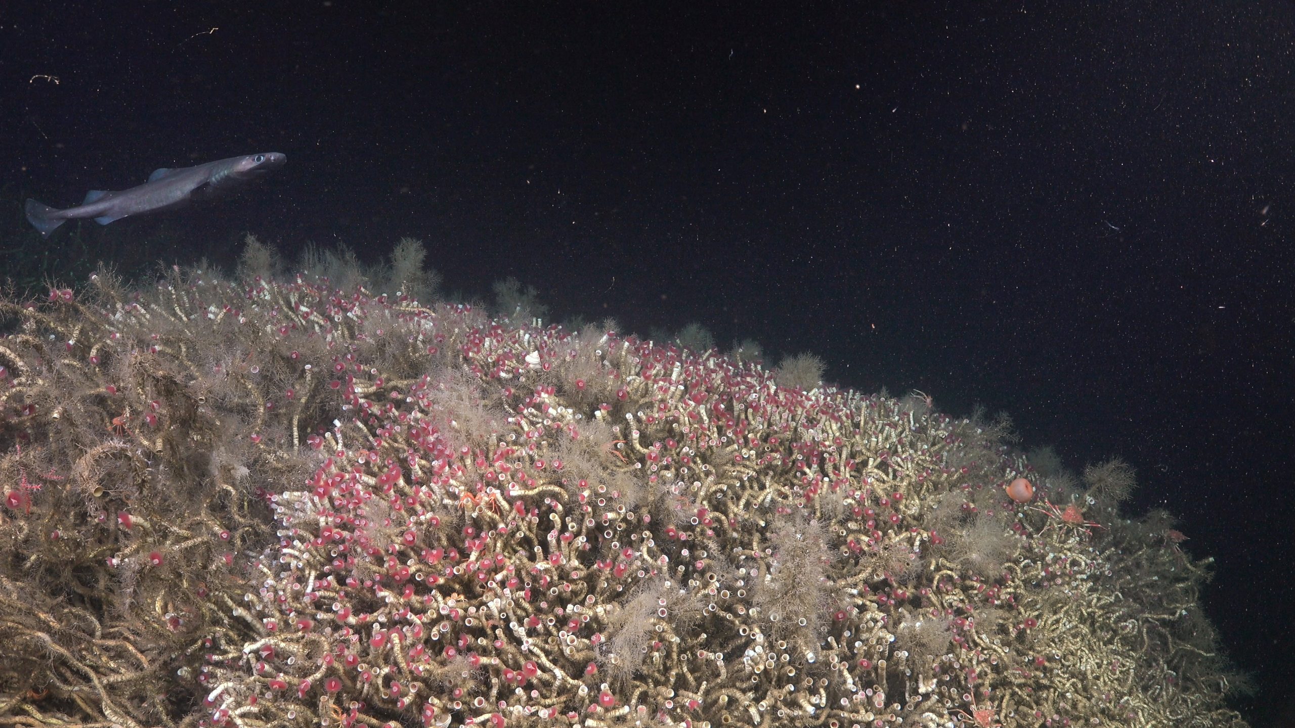 Life in Extremes - Cold Seeps of Argentina - Schmidt Ocean Institute