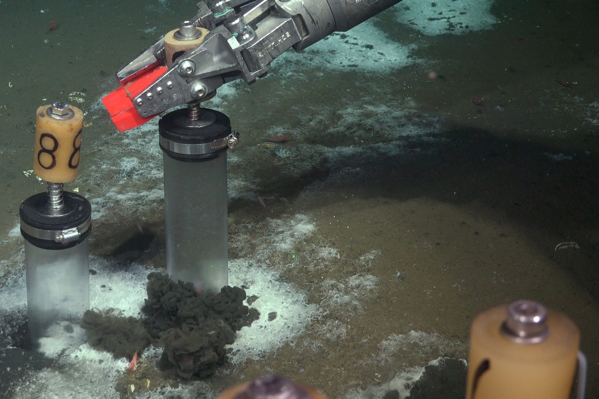 Scientists Document Rich Biodiversity Along Underexplored Chilean ...