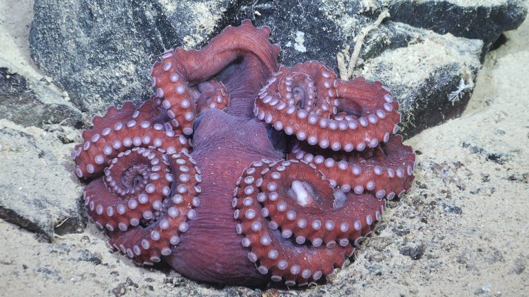 Thriving Antarctic Ecosystems Found in Wake of Recently Detached ...