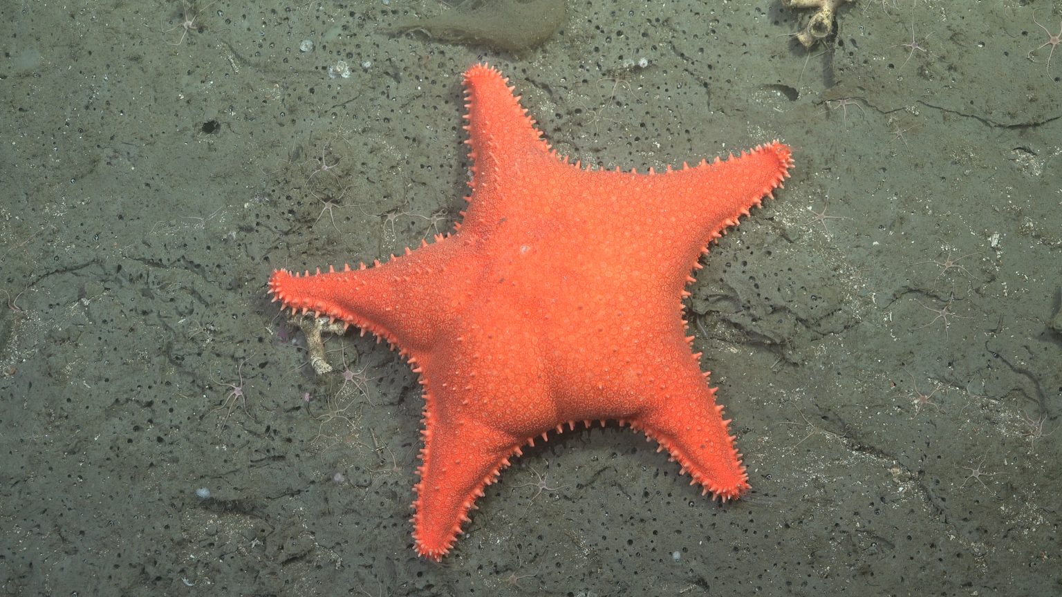 First High-Tech Exploration of Argentina’s Mar del Plata Canyon ...