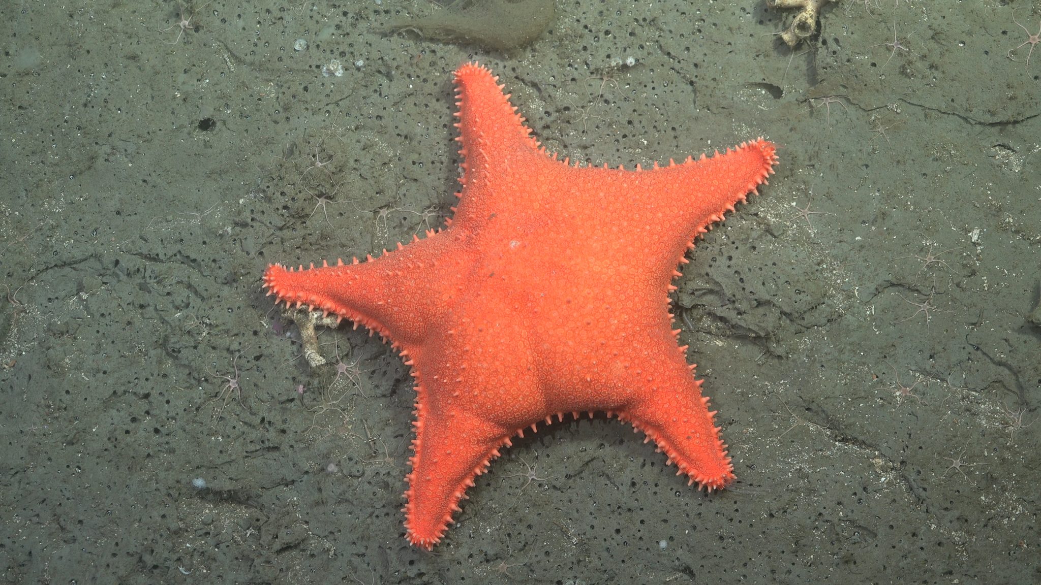 First High-Tech Exploration of Argentina’s Mar del Plata Canyon ...