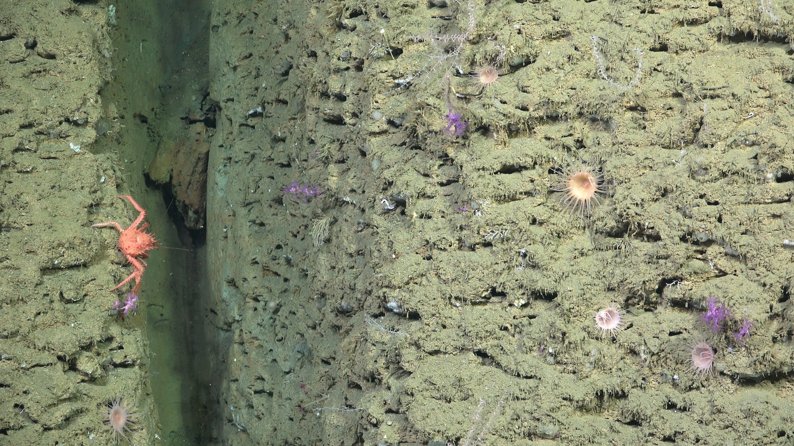 A Tale of Two Submarine Canyons - Schmidt Ocean Institute