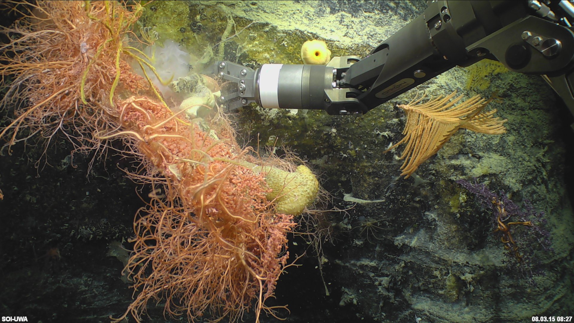 The Great Australian Deep-Sea Coral and Canyon Adventure - Schmidt ...