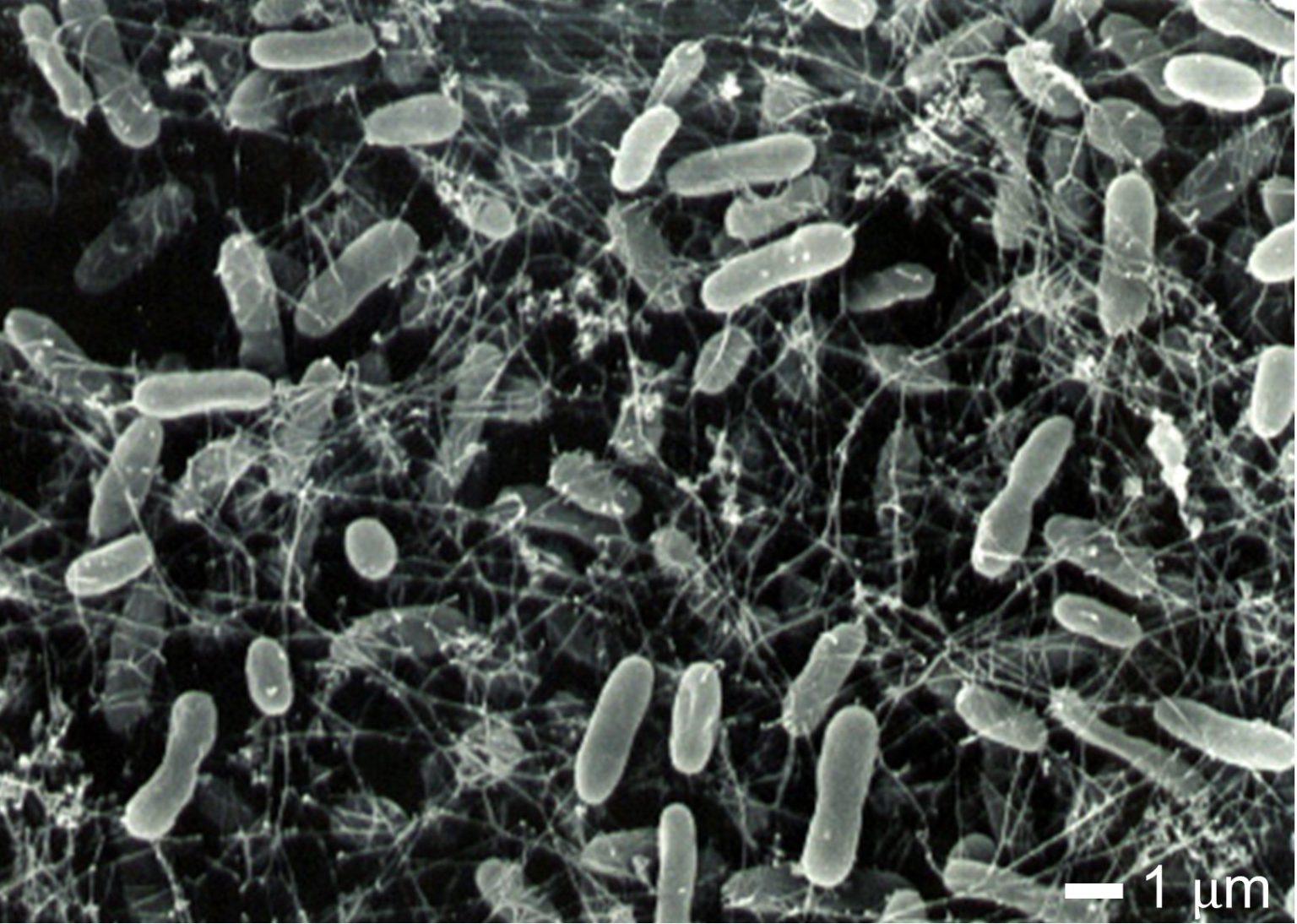 Microbial Magic in the Deep - Schmidt Ocean Institute