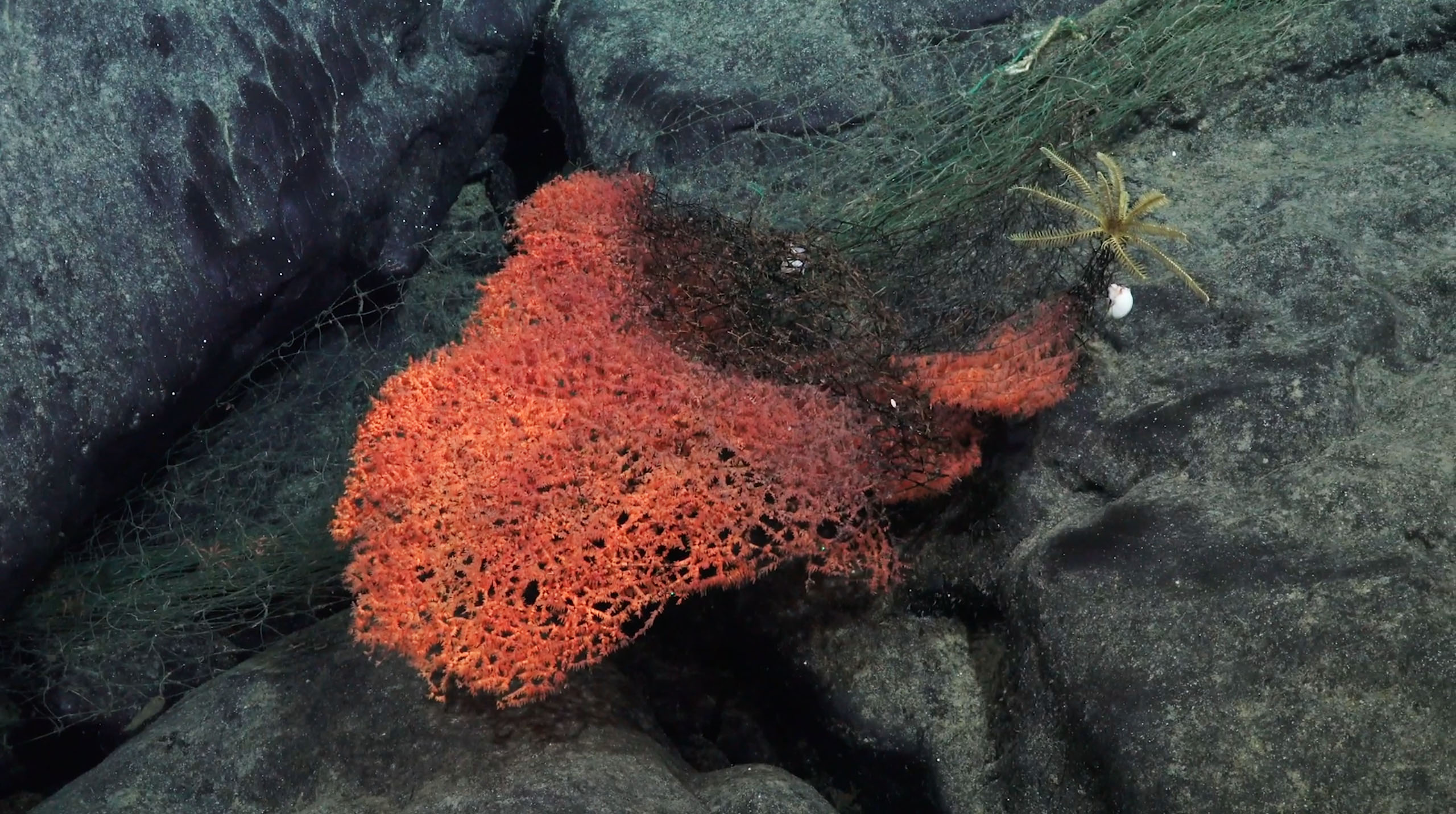 Wrap Up Video - Deep Coral Diversity at Emperor Seamounts - Schmidt ...