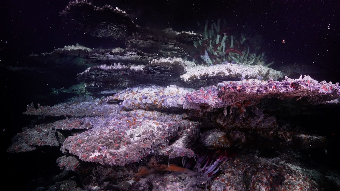 Otherworldly Mirror Pools, New Lifeforms, and Mesmerizing Landscapes ...