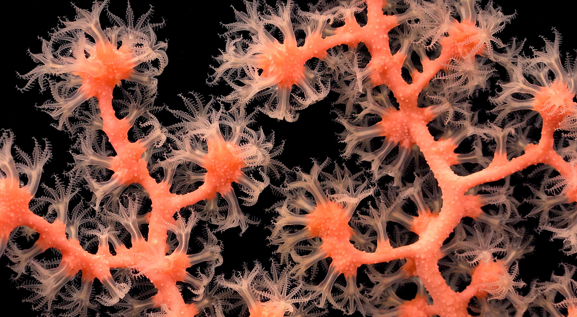 Discovering Deep-Sea Corals of the Phoenix Islands 2 - Schmidt Ocean ...