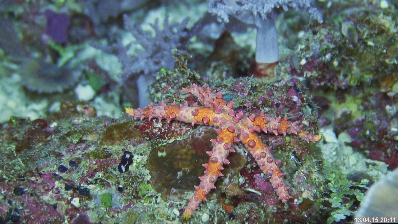 Timor Sea Reef Connections - Schmidt Ocean Institute