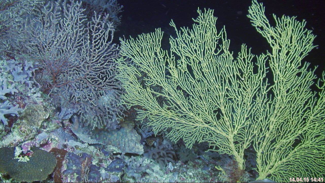 Timor Sea Reef Connections - Schmidt Ocean Institute