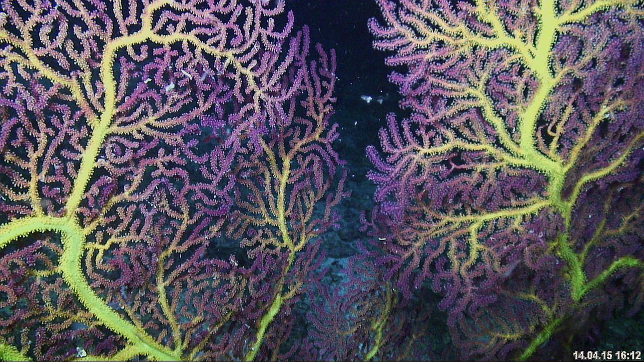 Timor Sea Reef Connections - Schmidt Ocean Institute