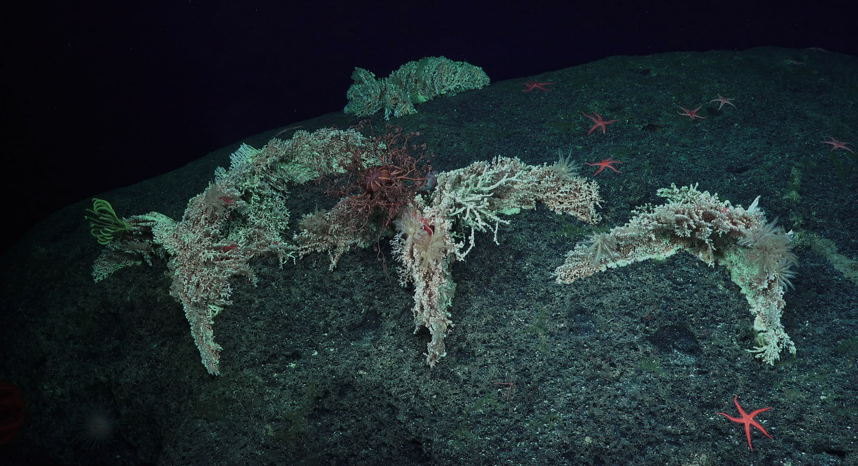 Saying Goodbye to PIPA - Schmidt Ocean Institute