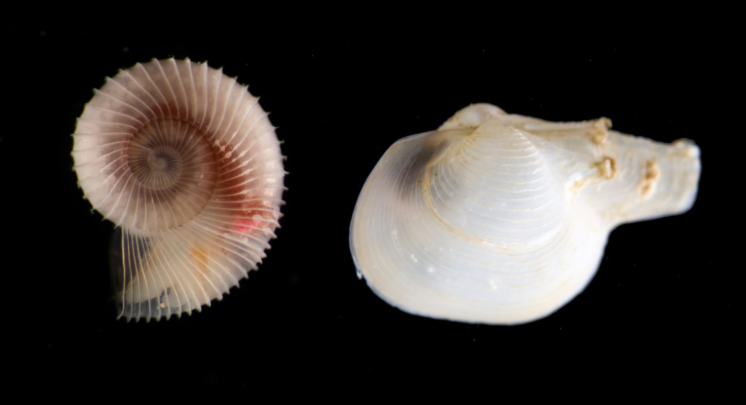 Exploring Microscopic Worlds - Schmidt Ocean Institute
