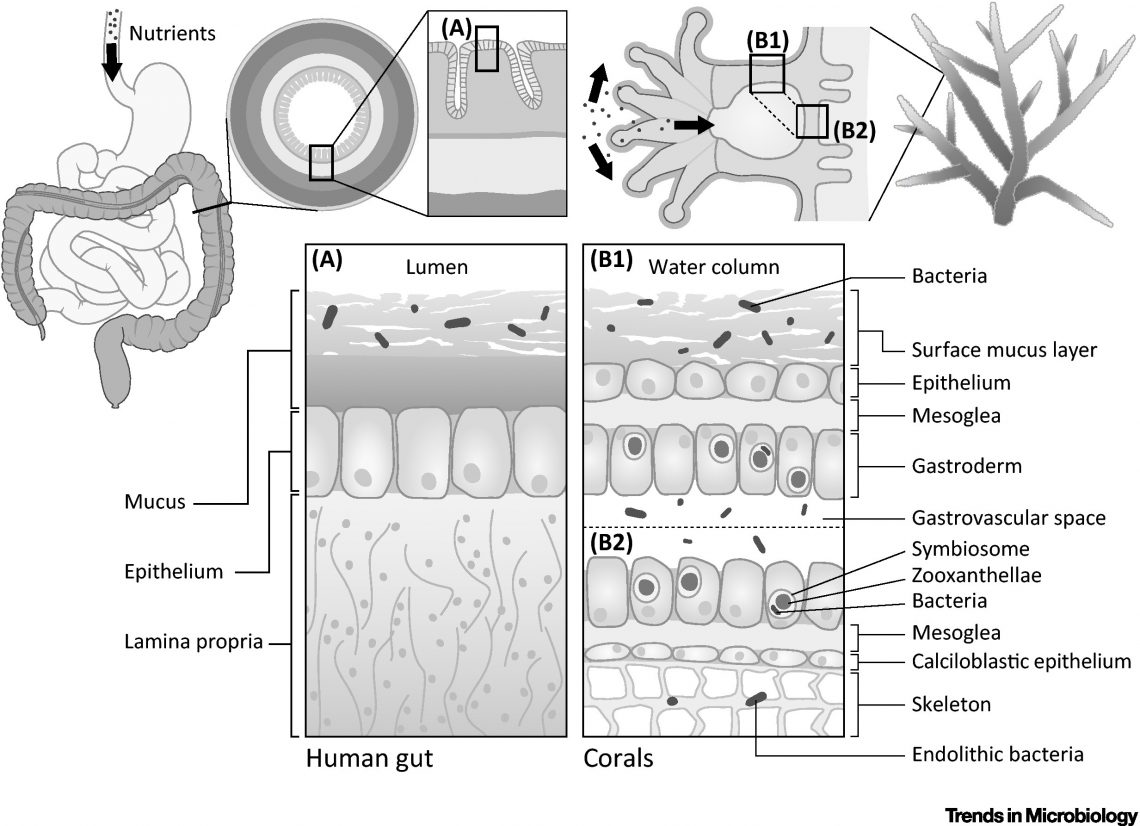 Tiny But Mighty - Schmidt Ocean Institute