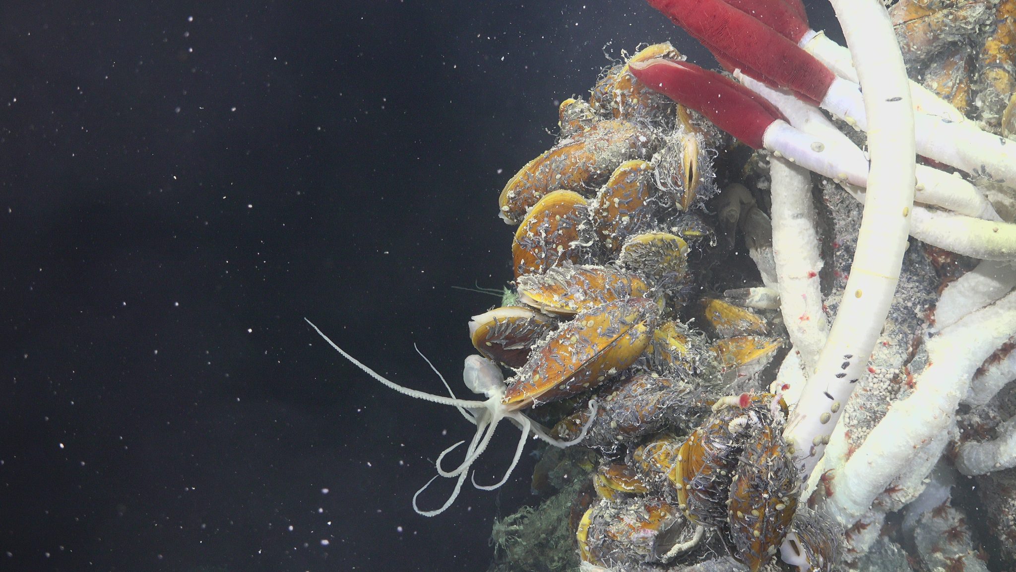 Succession and Diversity through Dispersal and Settlement - Schmidt ...