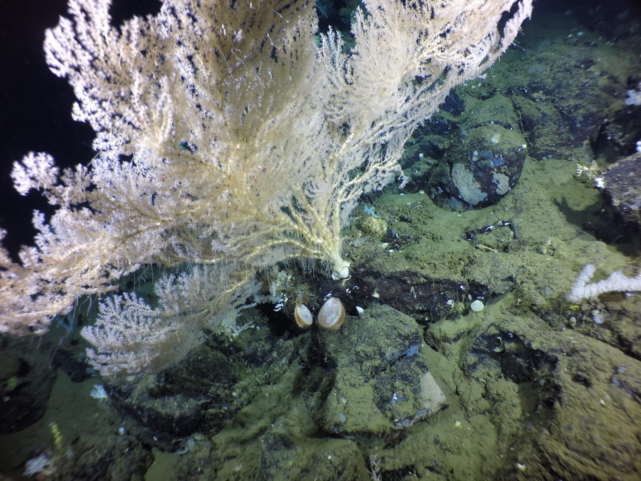 Vertical Reefs of the Galápagos - Schmidt Ocean Institute