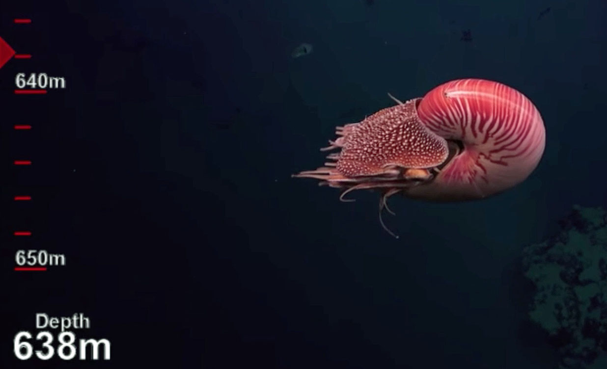 Visioning The Coral Sea - Schmidt Ocean Institute