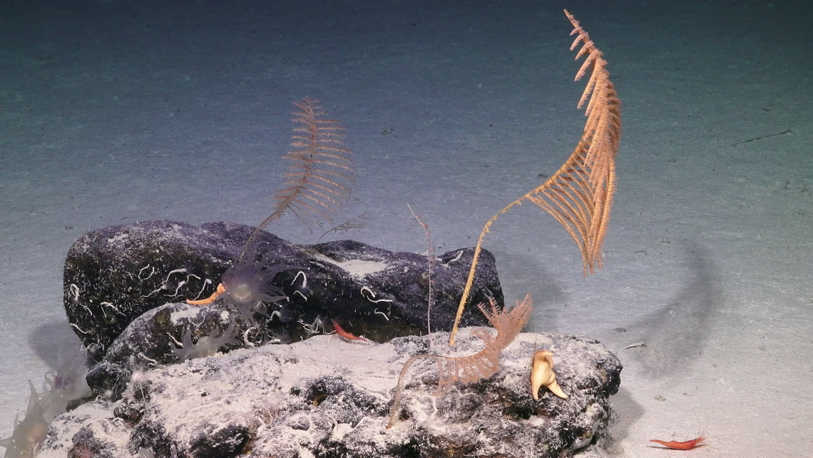 Canyon Exploration Begins - Schmidt Ocean Institute