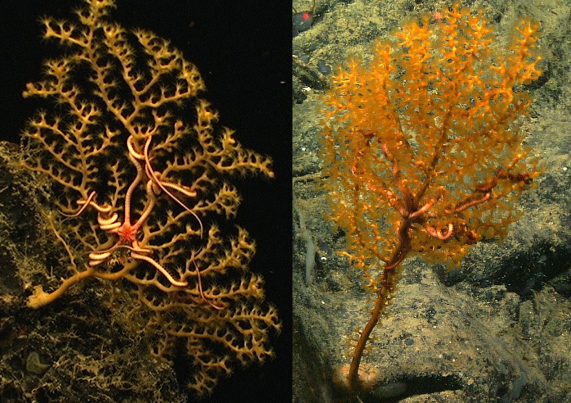 Asking Questions, Chasing Answers - Schmidt Ocean Institute