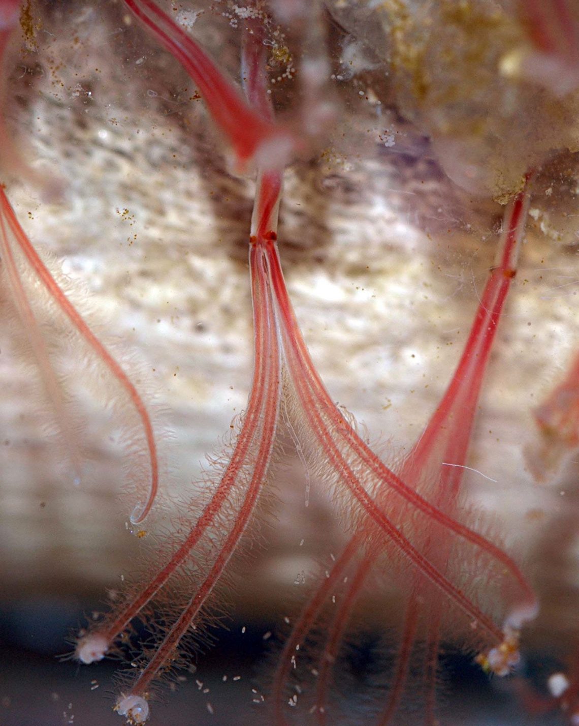 No Bone is Safe - Schmidt Ocean Institute