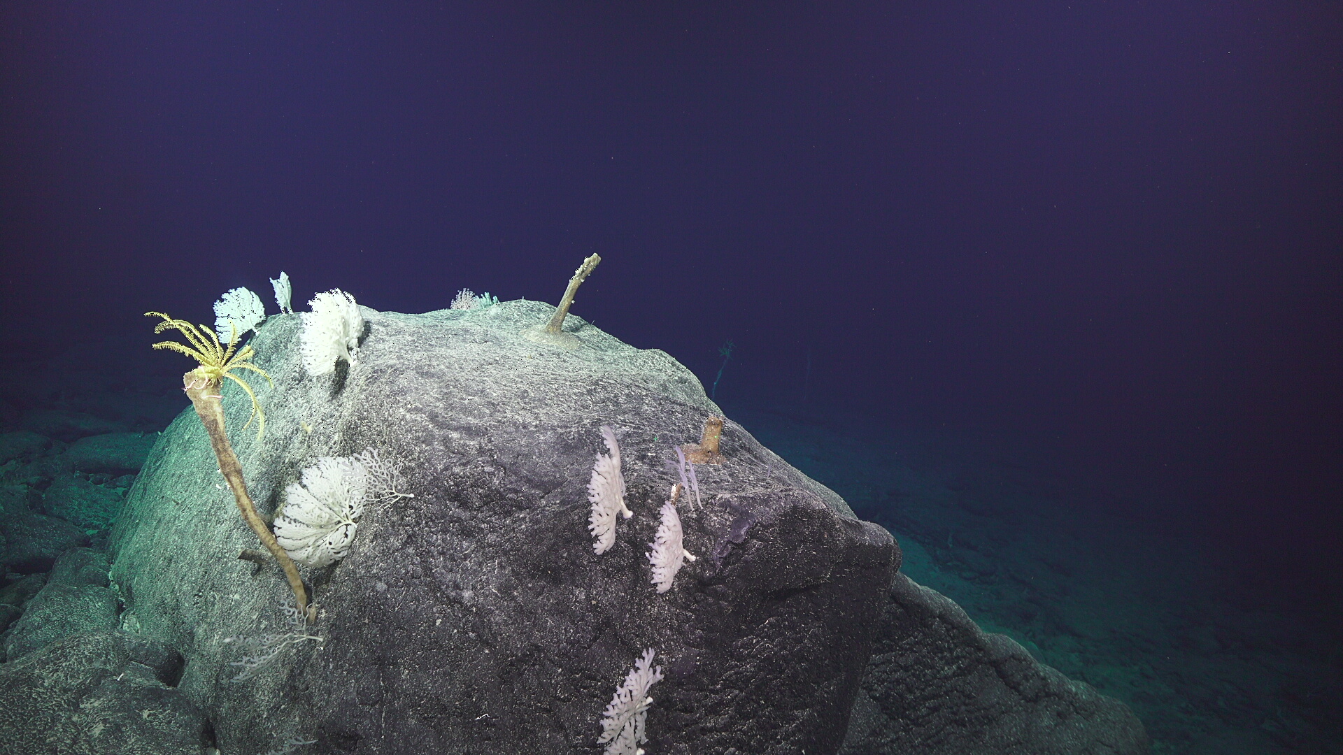 Get into the Flow - Schmidt Ocean Institute