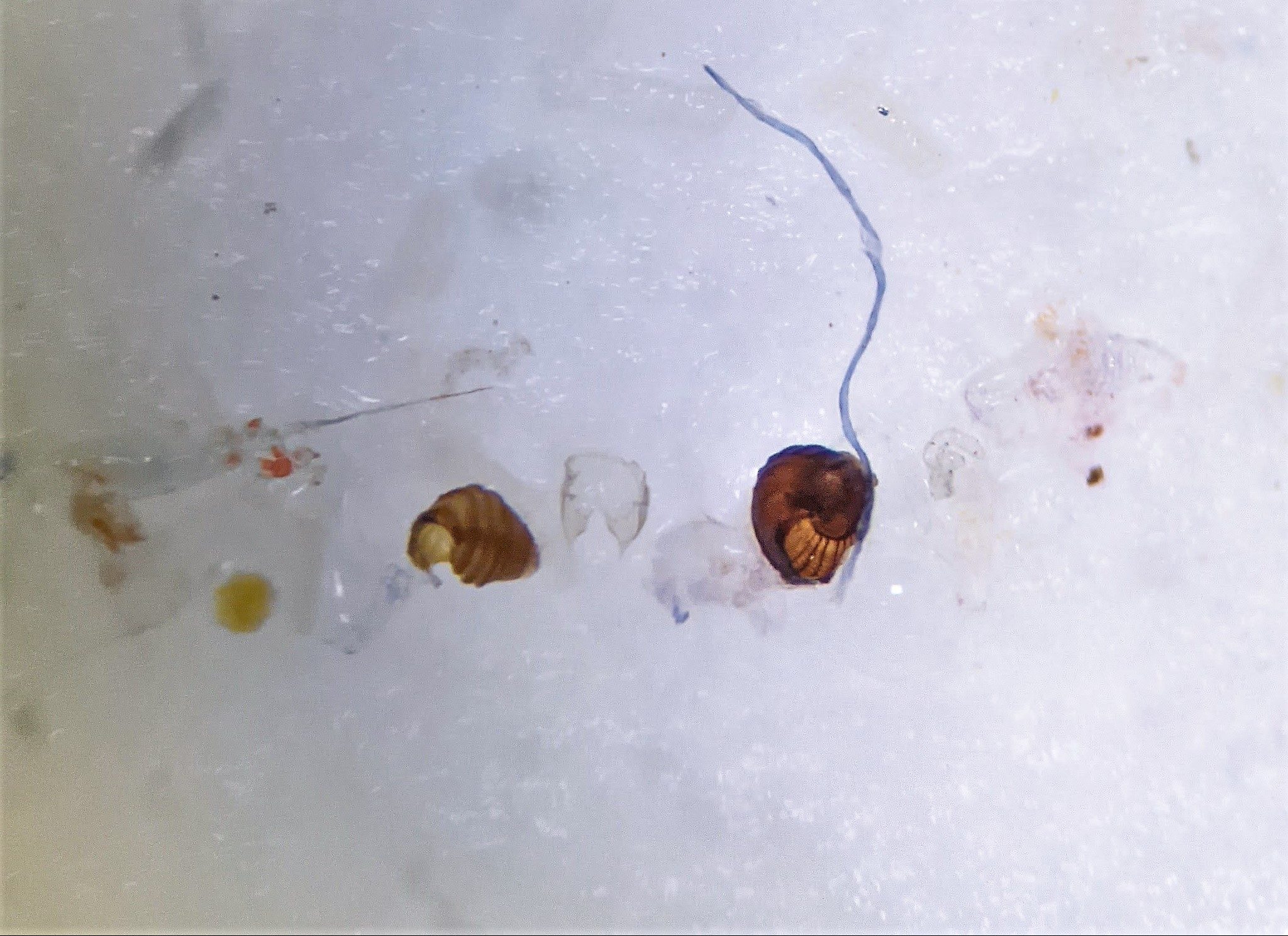 The Incredible Life of Plankton - Schmidt Ocean Institute