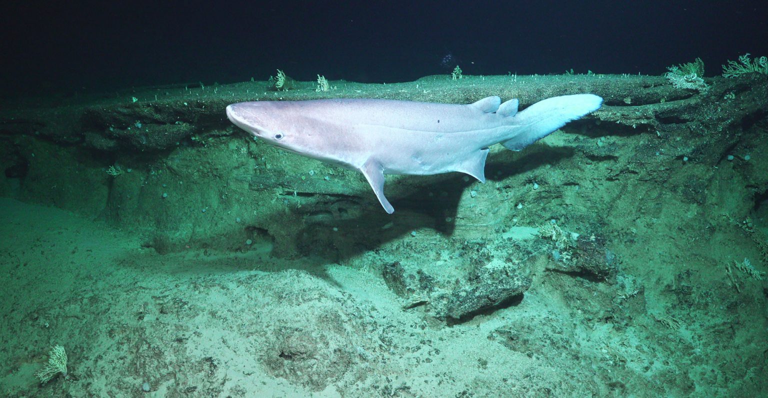 The Beauty of Learning - Schmidt Ocean Institute