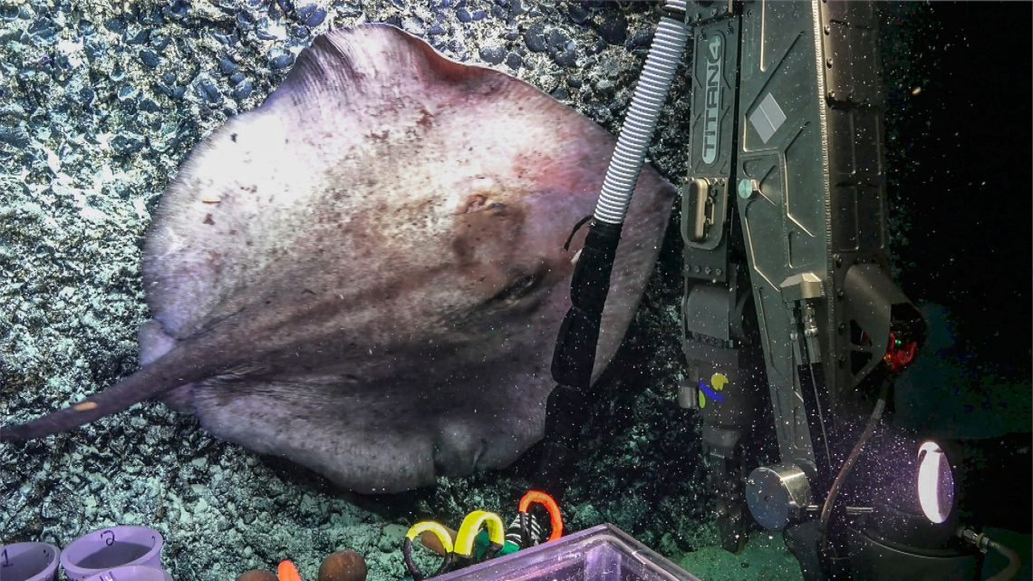 Deep Sea Fish of PIPA - Schmidt Ocean Institute