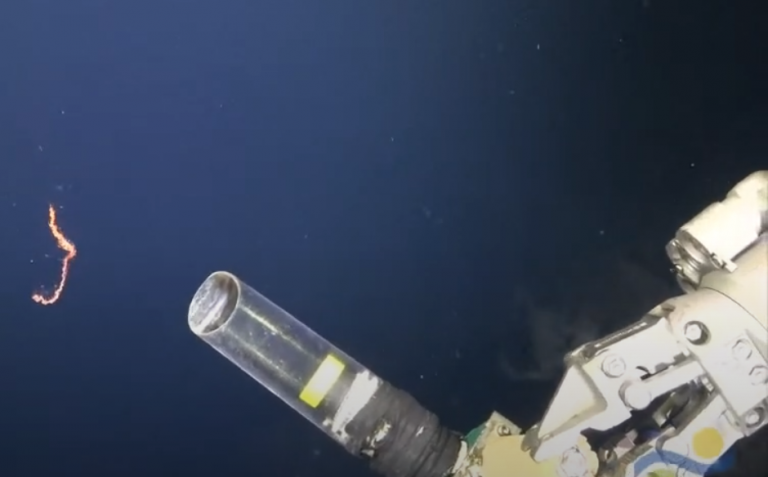 Creature Report: Siphonophores - Schmidt Ocean Institute