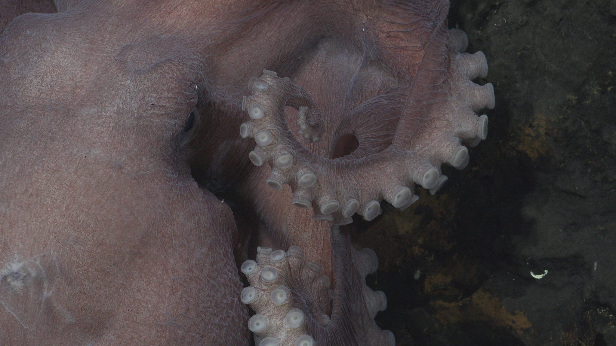 OctoOdyssey (too) - Schmidt Ocean Institute