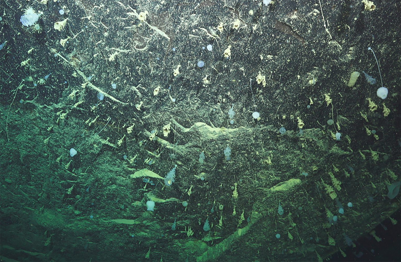 Glass Sponges, the Living Ornaments of the Deep Sea - Schmidt Ocean ...