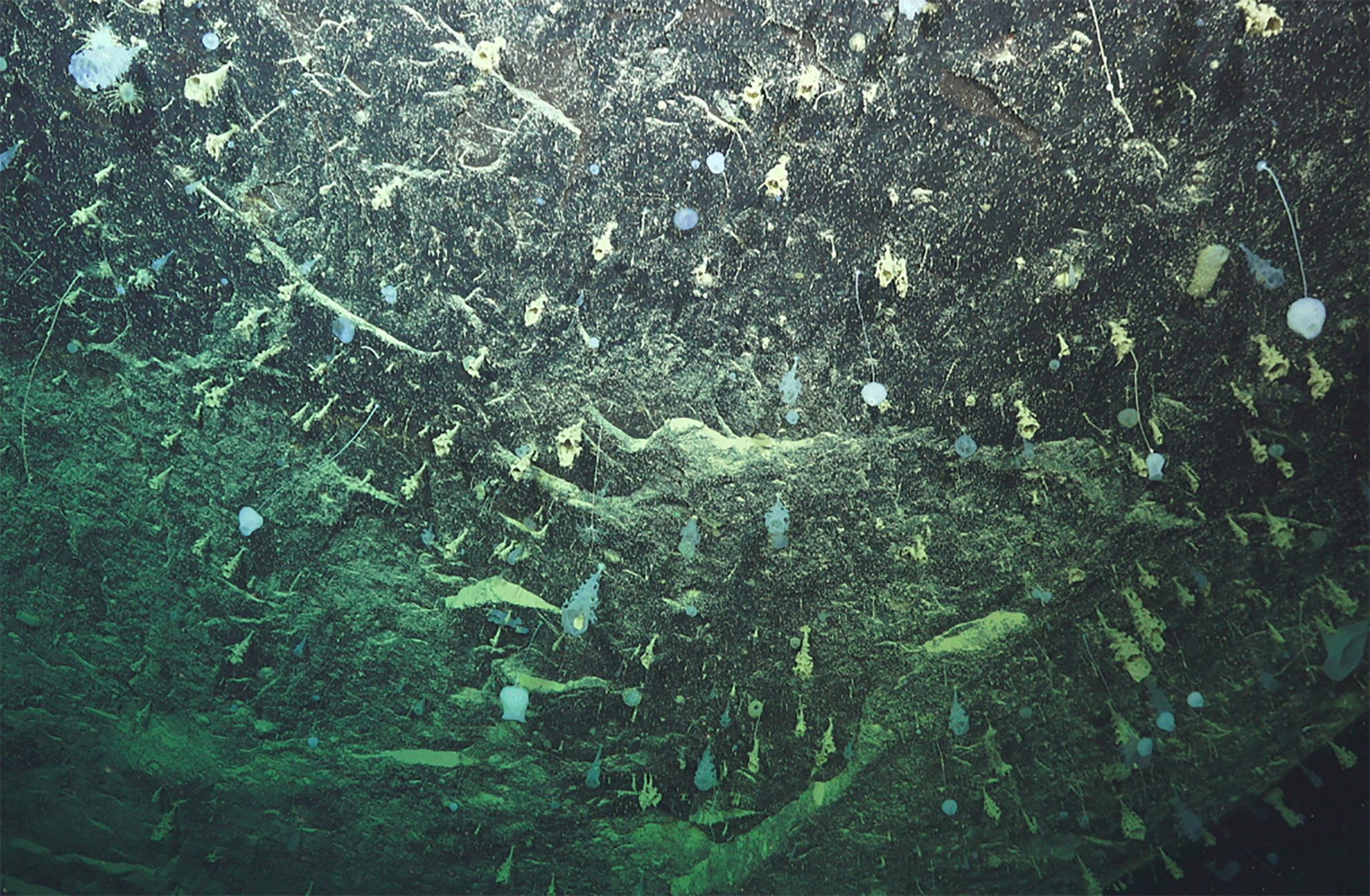 Glass Sponges, the Living Ornaments of the Deep Sea - Schmidt Ocean ...