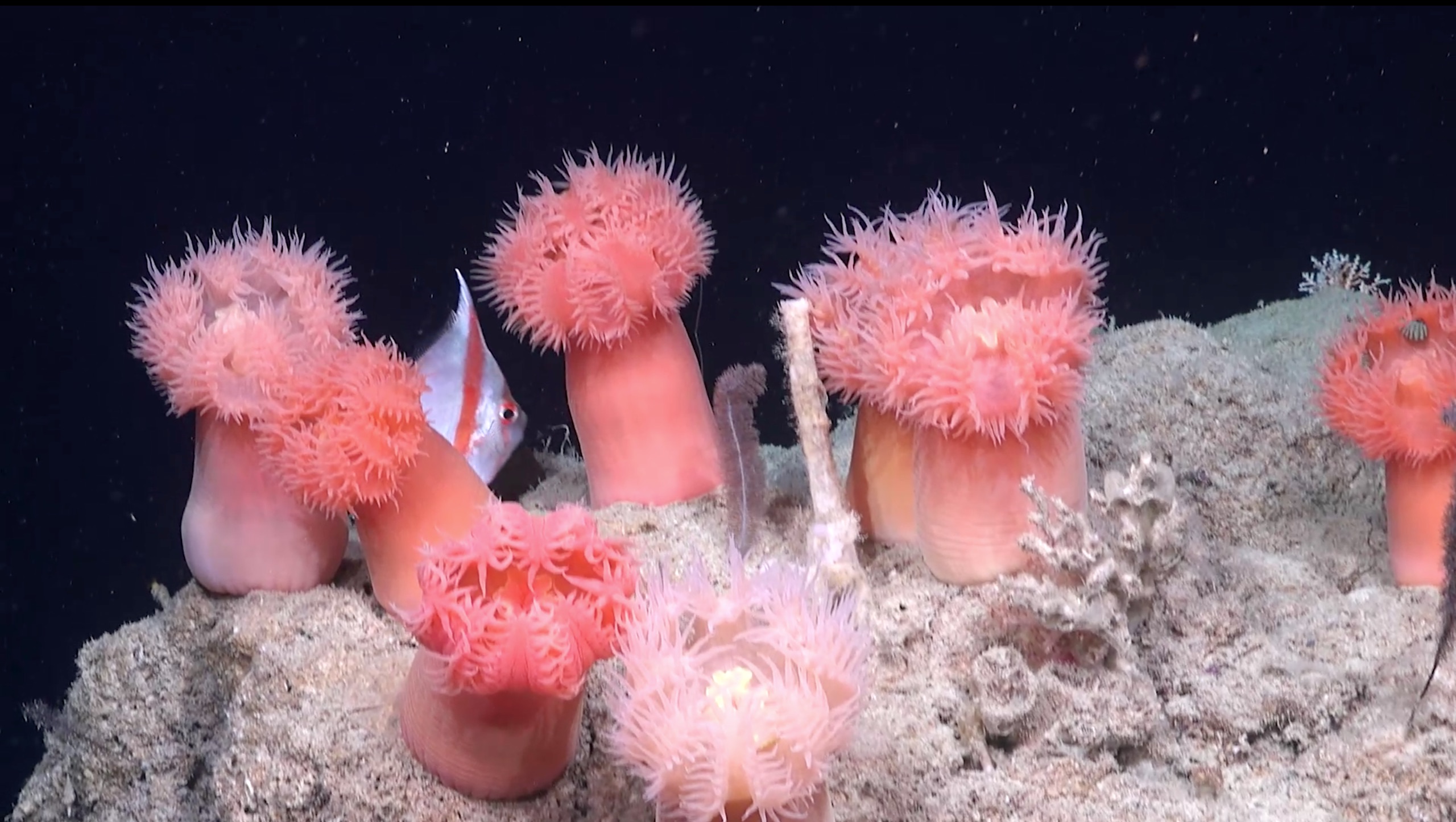 Science Stories - Dr Robin Beaman - Video Update - Schmidt Ocean Institute